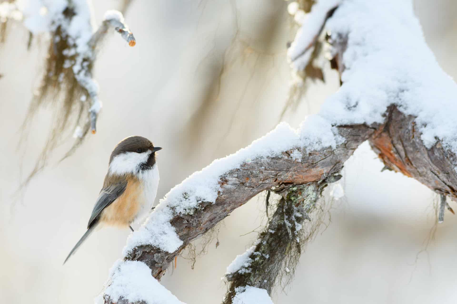 Pohjoinen ulottuvuus luonnonsuojelussa - Luonnonperintösäätiö